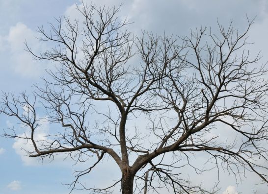 10 Signs a Tree in Your Yard Needs to Be Removed - Bob Vila