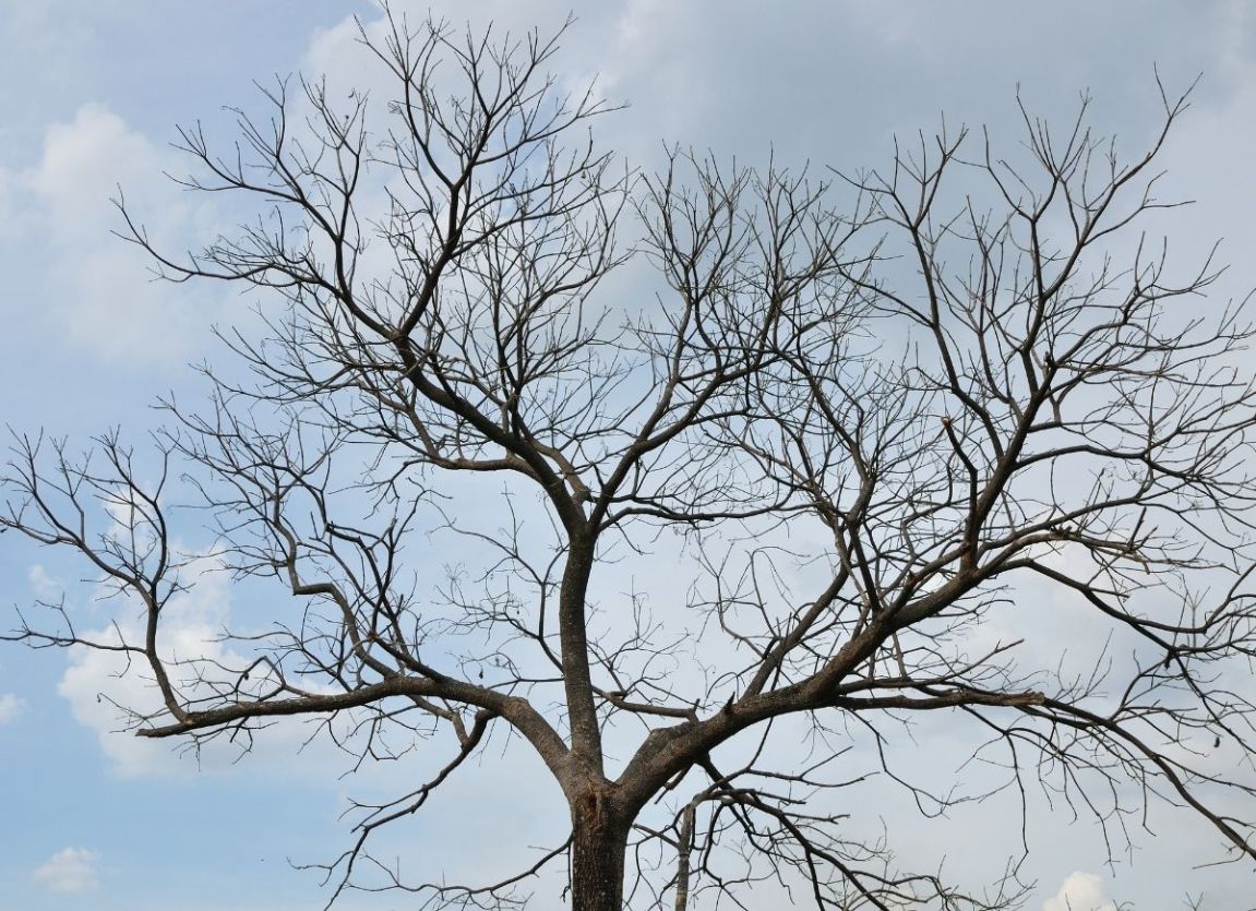 10 Signs a Tree in Your Yard Needs to Be Removed - Bob Vila