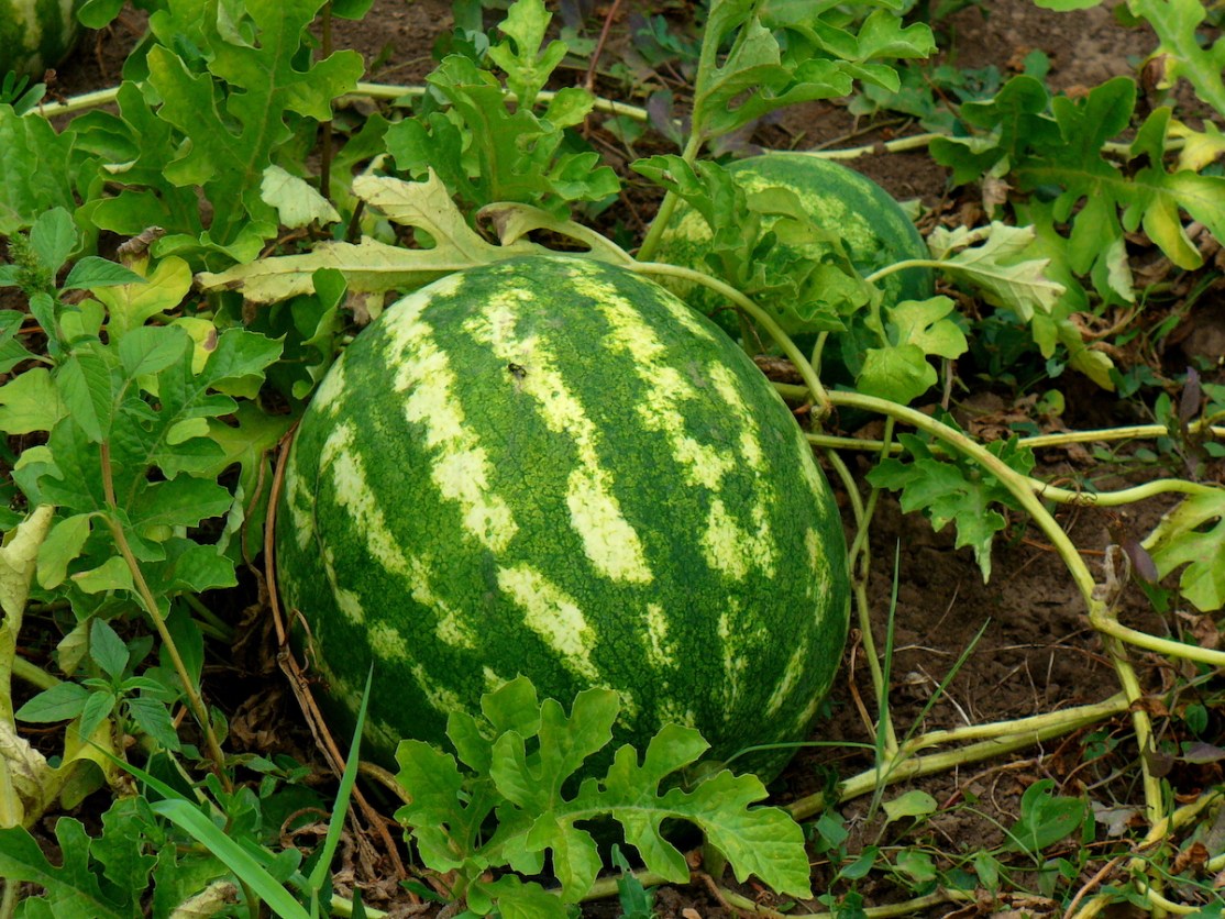How to Grow Watermelon for the Perfect Summer Treat - Bob Vila