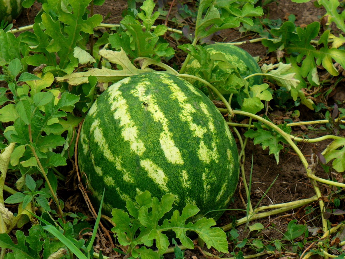 How to Grow Watermelon for the Perfect Summer Treat - Bob Vila