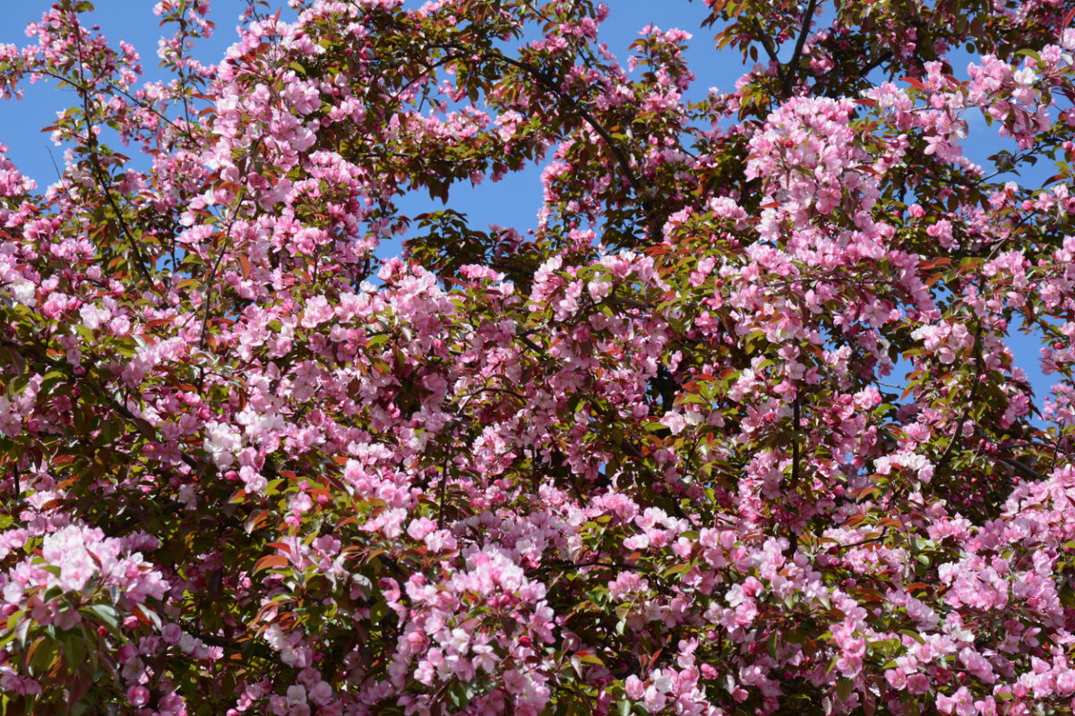 11 Flowering Trees Every DIY Landscaper Should Know - Bob Vila