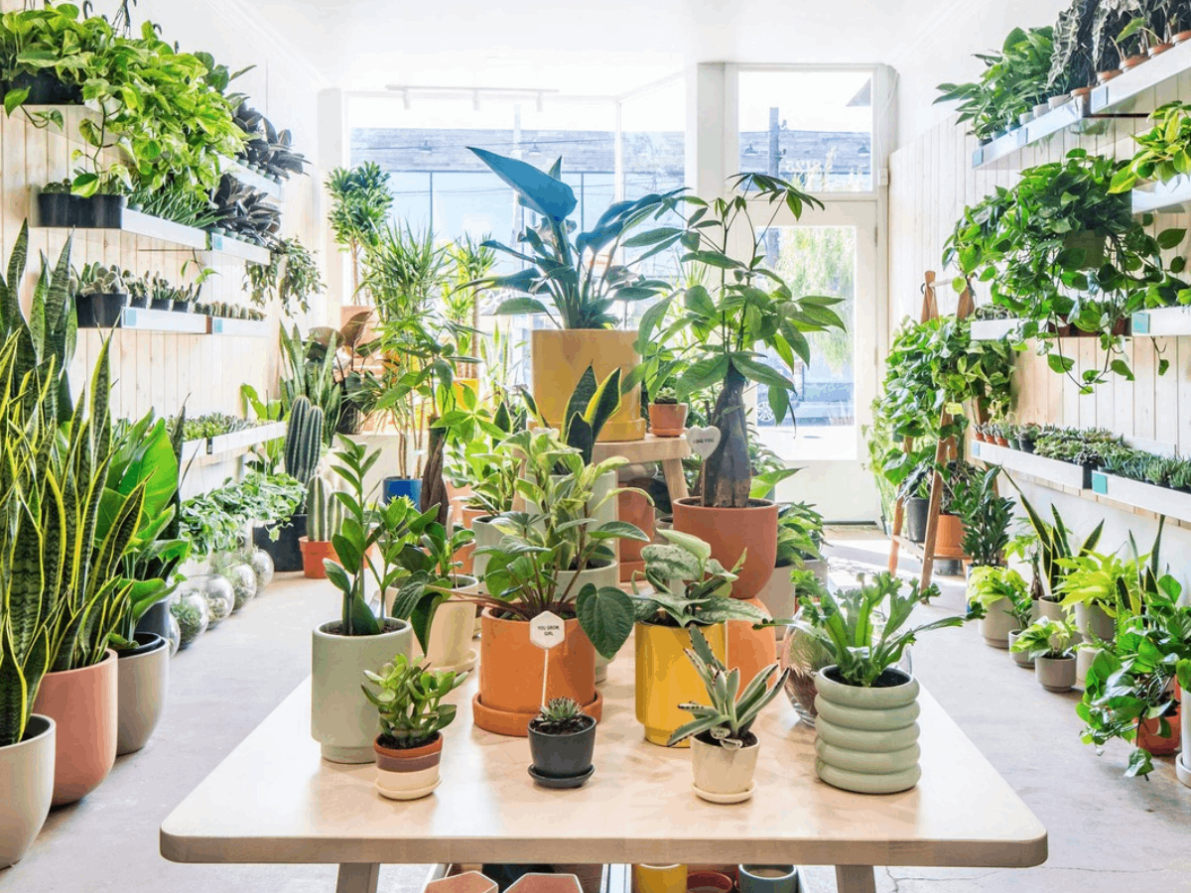 The 8 Best Places To Buy Plants Online
