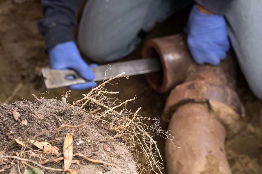 Solved! What to Do About Tree Roots in a Sewer Line - Bob Vila