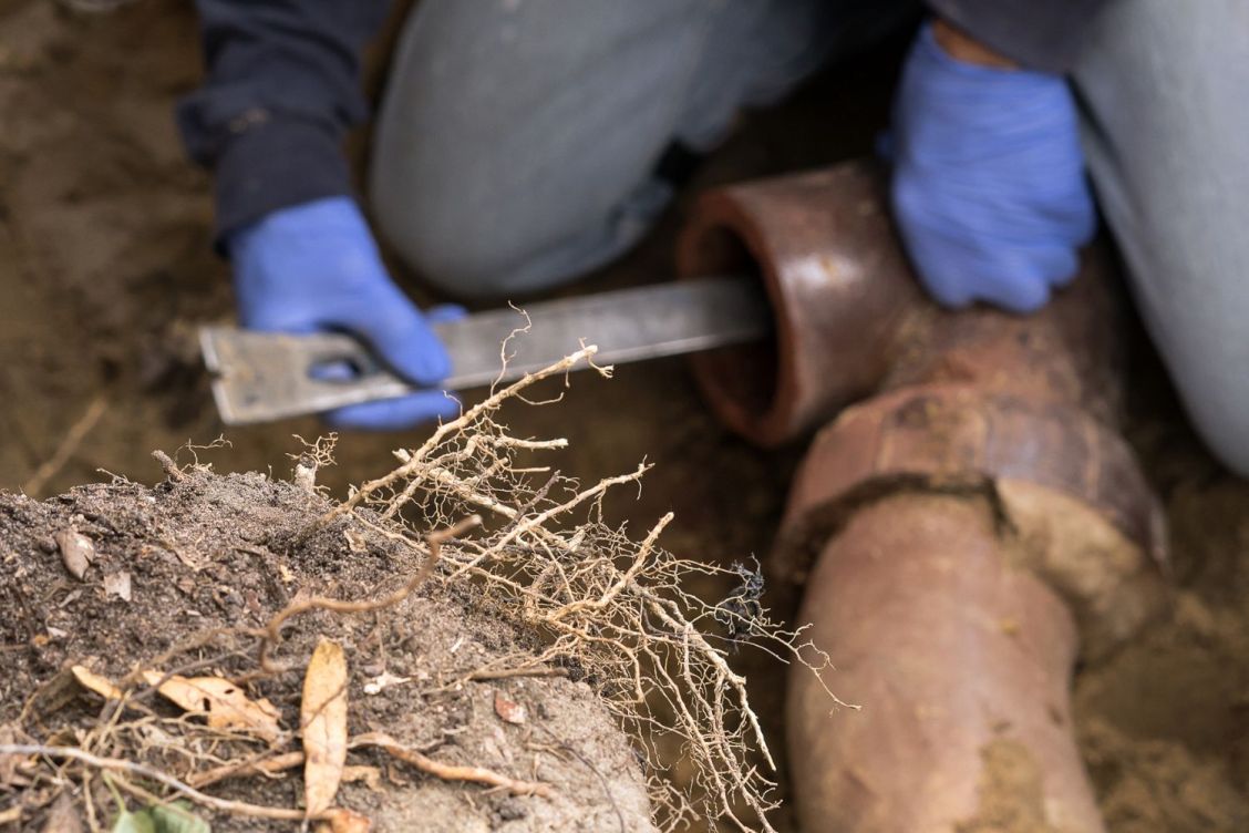 Solved! What to Do About Tree Roots in a Sewer Line - Bob Vila