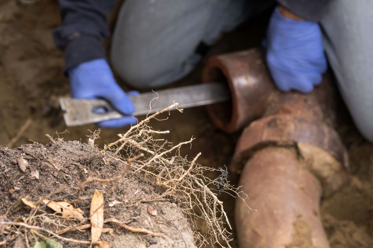 Solved! What to Do About Tree Roots in a Sewer Line - Bob Vila