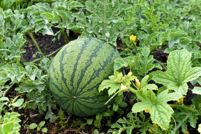 How to Grow Watermelon for the Perfect Summer Treat - Bob Vila