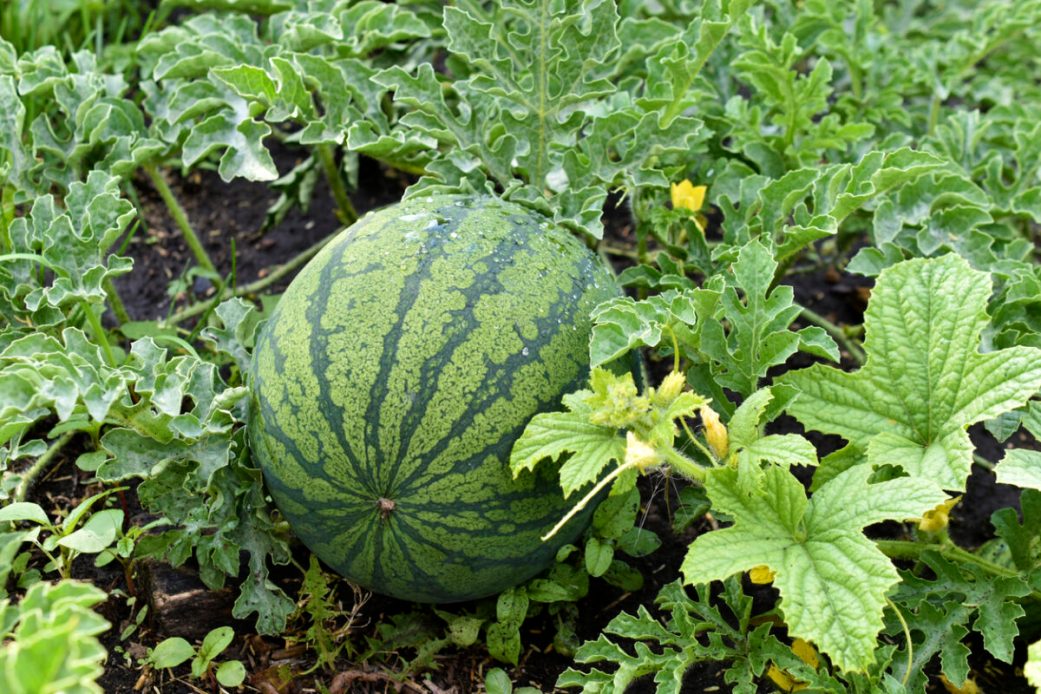 How to Grow Watermelon for the Perfect Summer Treat - Bob Vila