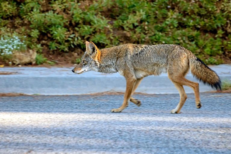 Solved! What Does Coyote Poop Look Like? - Bob Vila