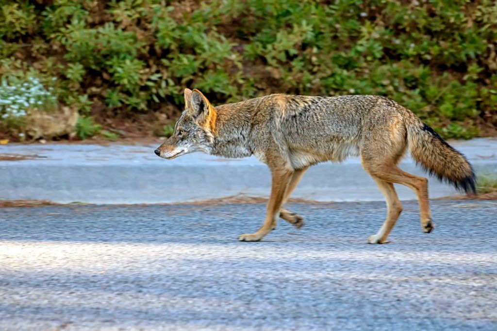 Solved! What Does Coyote Poop Look Like? - Bob Vila