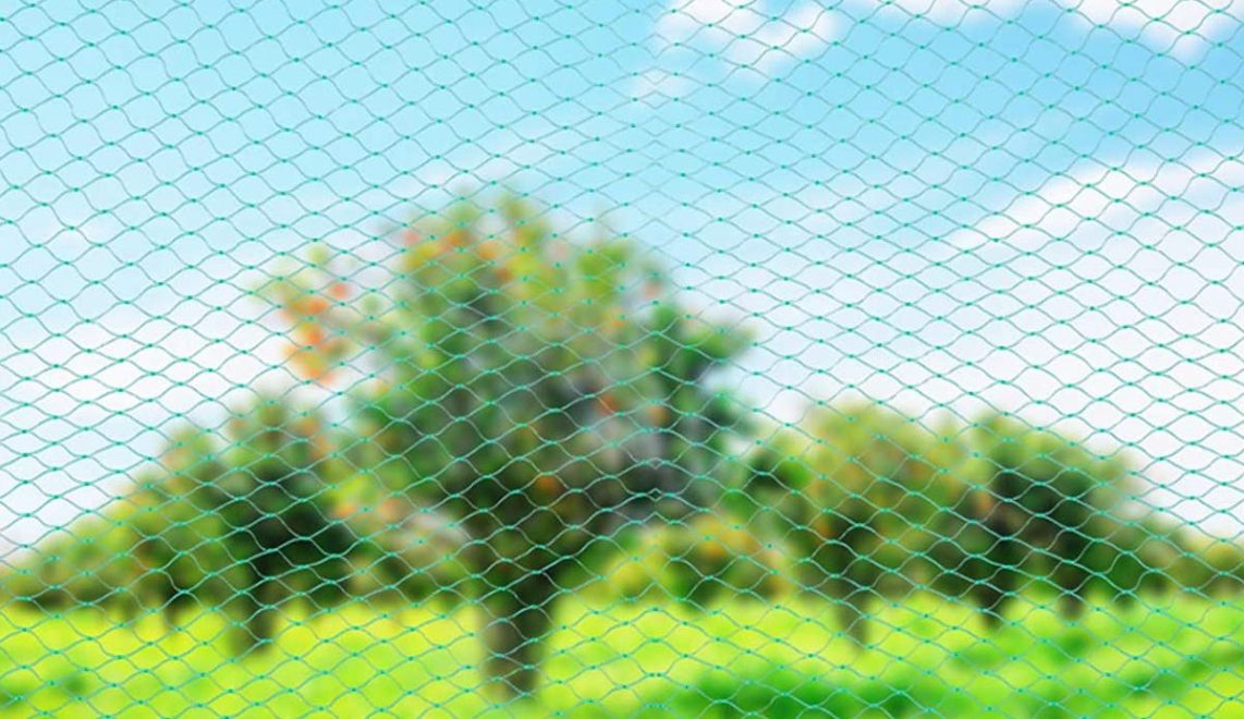 How to Make Your Windows Bird-Safe: 11 Smart Solutions - Bob Vila