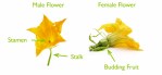 Why You Should Hand-Pollinate These Garden Veggies - Bob Vila