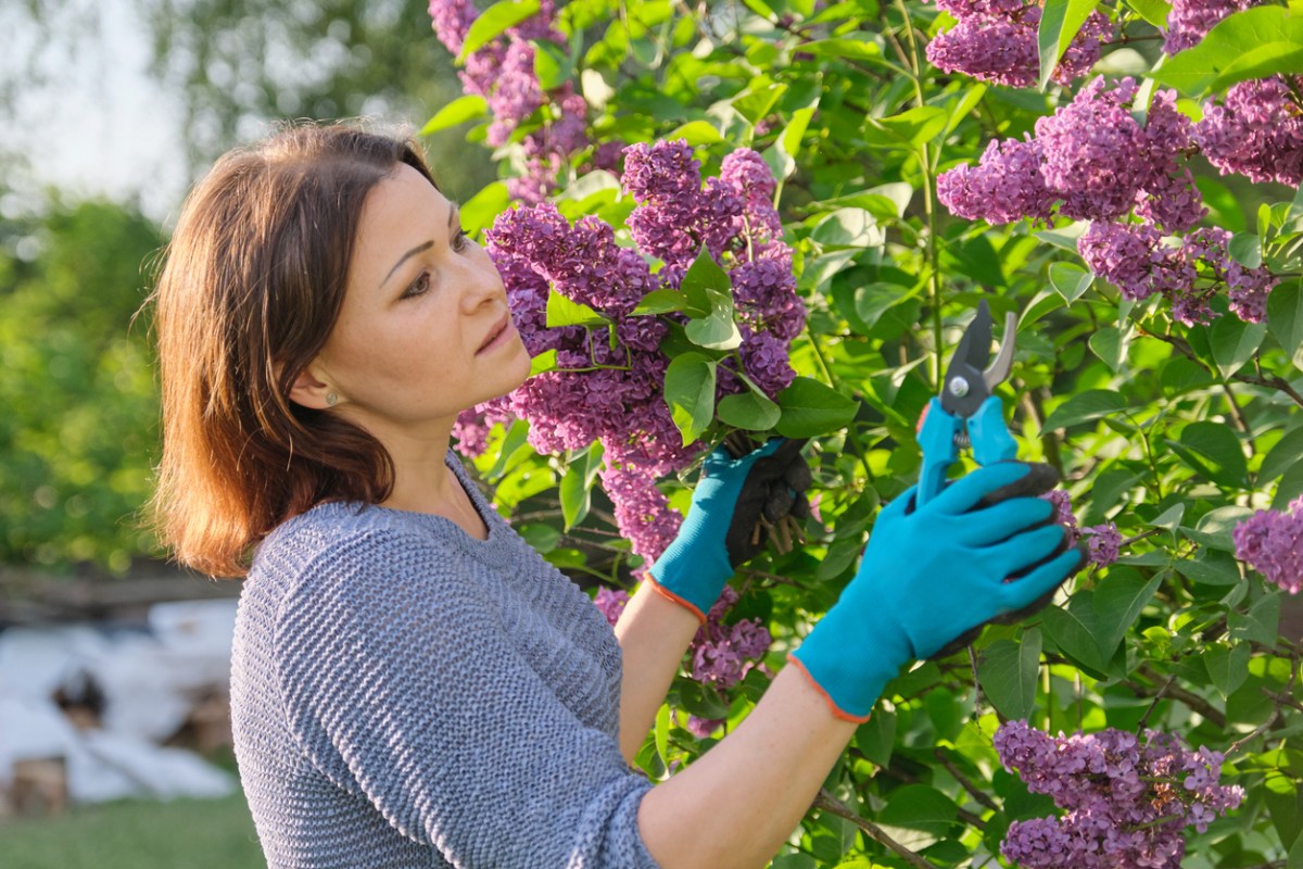 6 Simple Steps for Pruning Lilacs Each Year - Bob Vila