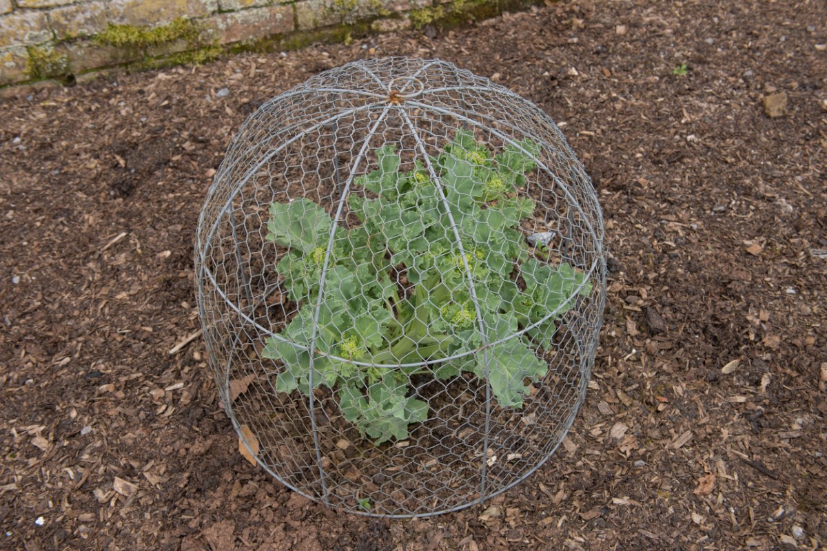10 Ways to Keep Animals Out of the Garden Without Hurting Them - Bob Vila