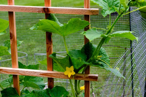 How to Grow Cucumbers - Bob Vila