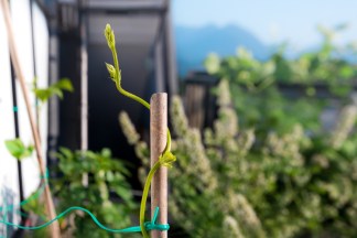 Small Garden? Save Space and Trellis Climbing Vegetables