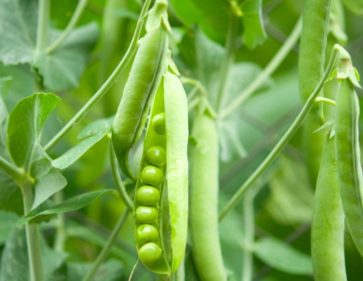 12 Climbing Vegetables That Are Perfect for Compact Gardens - Bob Vila