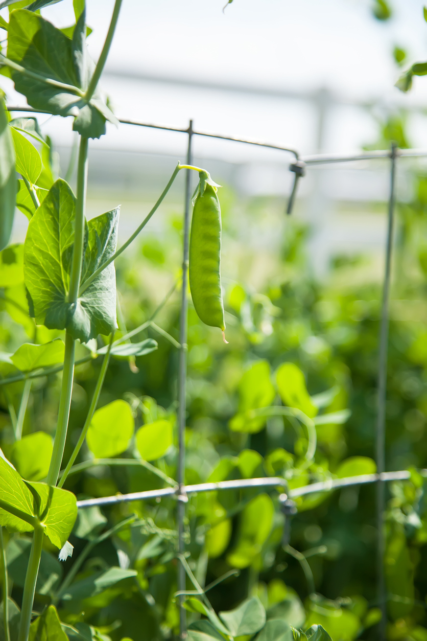 How to Grow Peas - Bob Vila