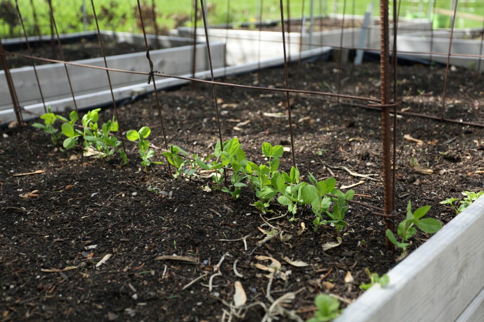 How to Grow Peas - Bob Vila
