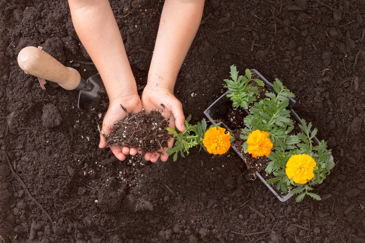 3 Reasons You Should Always Plant Marigolds in Your Garden - Bob Vila