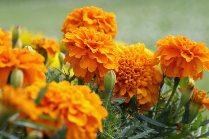 3 Reasons You Should Always Plant Marigolds in Your Garden - Bob Vila