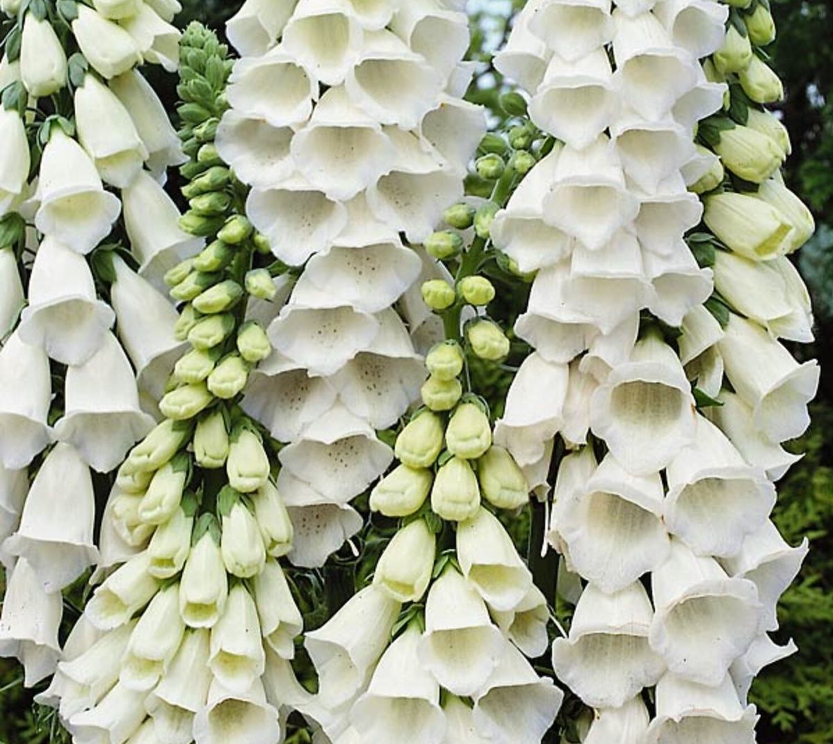 Monochromatic Gardens: The Best Flowers To Plant, Whatever Your ...