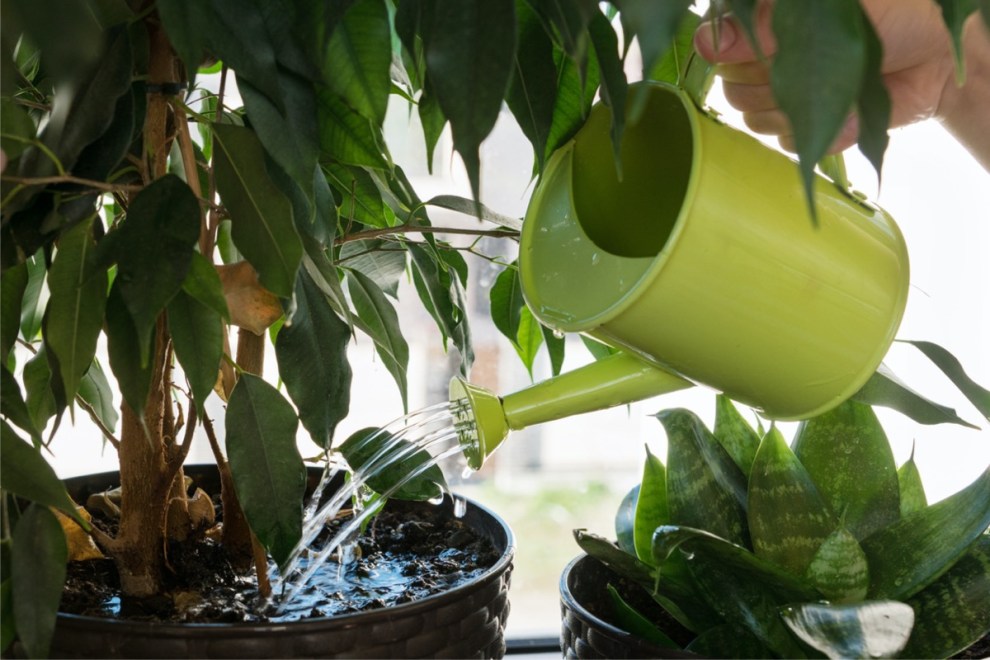 7 Signs of Overwatering Plants (and How to Fix Them) - Bob Vila