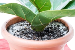 7 Signs of Overwatering Plants (and How to Fix Them) - Bob Vila