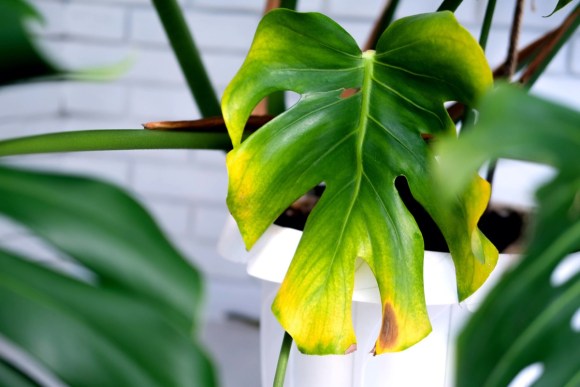 7 Signs of Overwatering Plants (and How to Fix Them) - Bob Vila