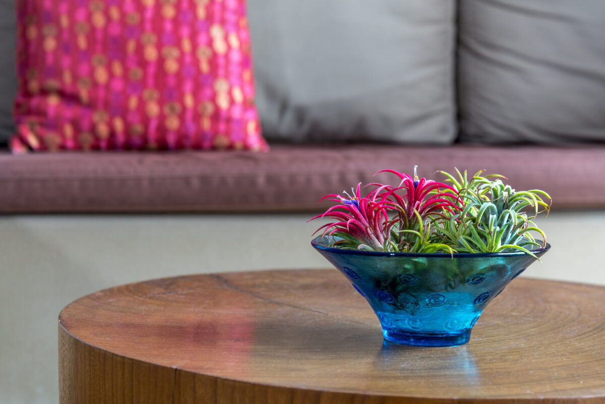 Bromeliad Care 101 for Epiphytic and Terrestrial Varieties - Bob Vila
