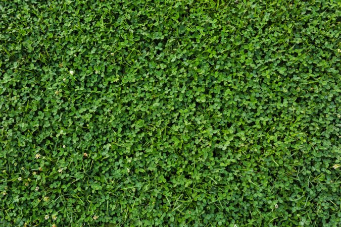 11 Important Things to Know About Clover Lawns - Bob Vila