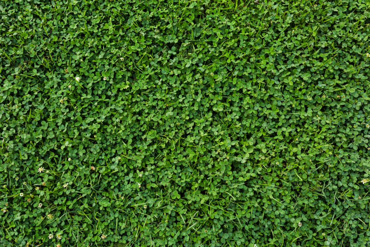 11 Important Things to Know About Clover Lawns - Bob Vila