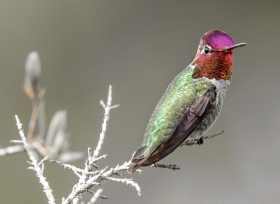 23 Types of Hummingbirds All Backyard Birdwatchers Should Know - Bob Vila