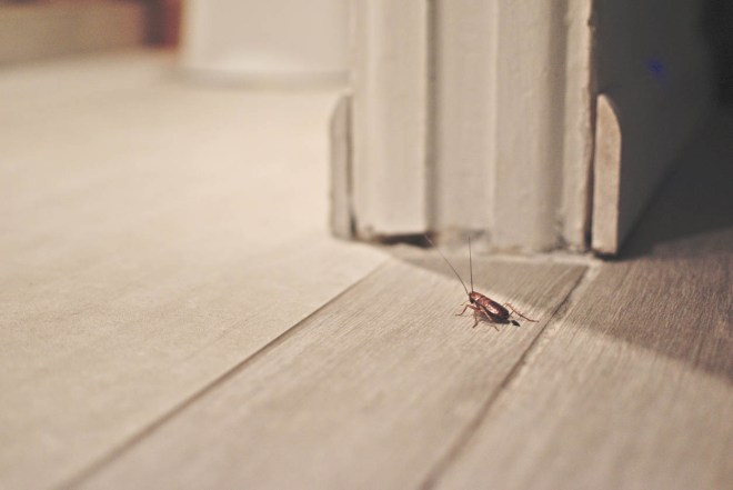 Tiny Brown Bugs in the House: Identification and Removal