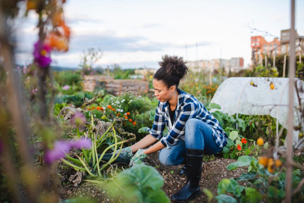 What Is Companion Planting and How to Use It - Bob Vila