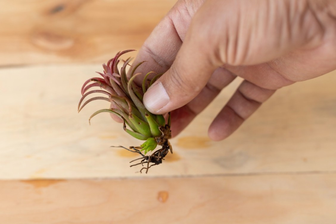 Bromeliad Care 101 for Epiphytic and Terrestrial Varieties - Bob Vila