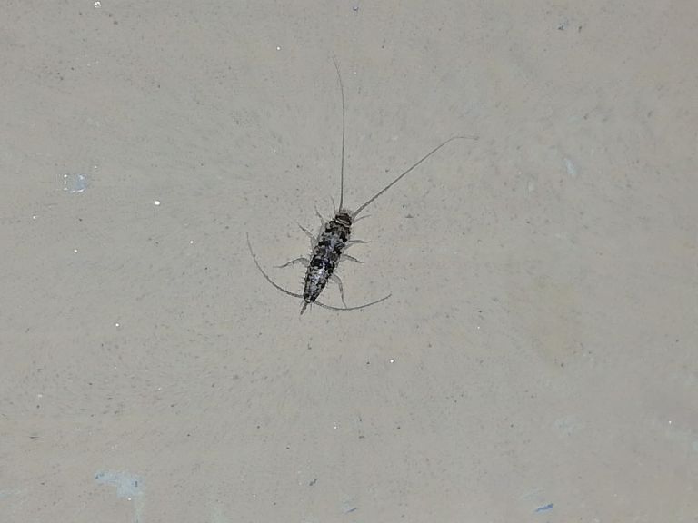 Tiny Brown Bugs in the House: Identification and Removal