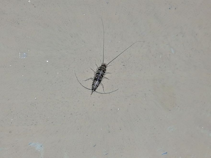 Tiny Brown Bugs in the House: Identification and Removal