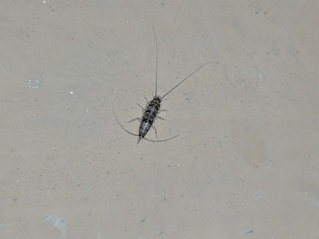 Tiny Brown Bugs in the House: Identification and Removal