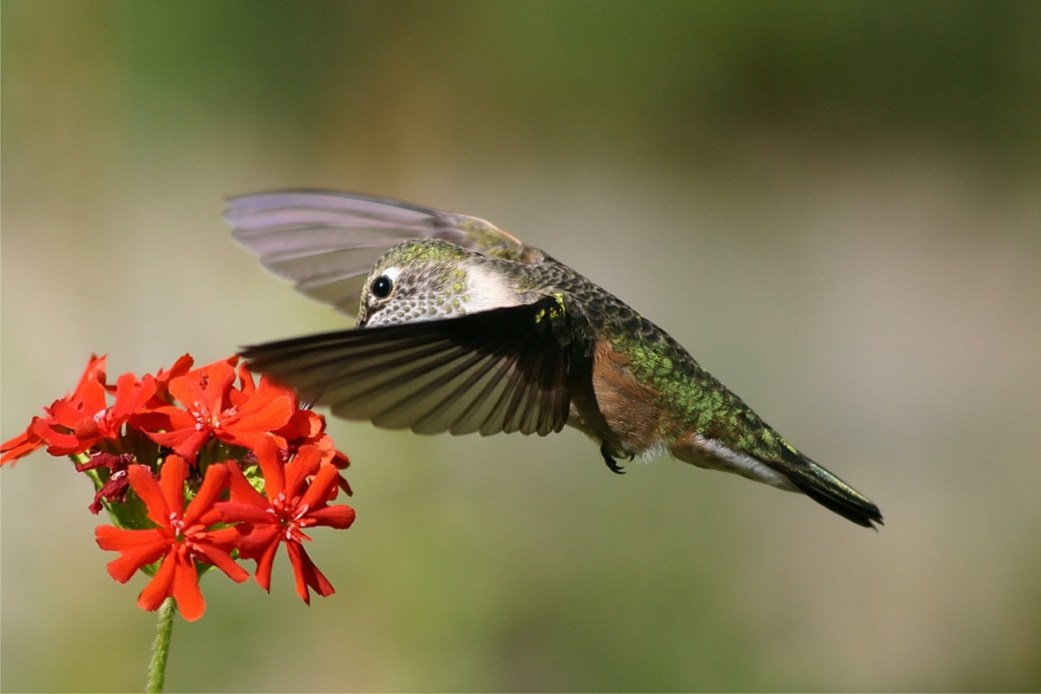 23 Types of Hummingbirds All Backyard Birdwatchers Should Know - Bob Vila