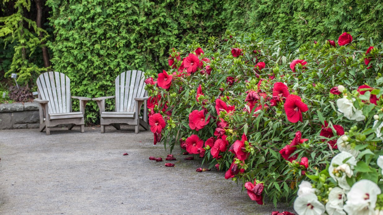Hibiscus Care: How to Grow Hibiscus Outdoors - Bob Vila