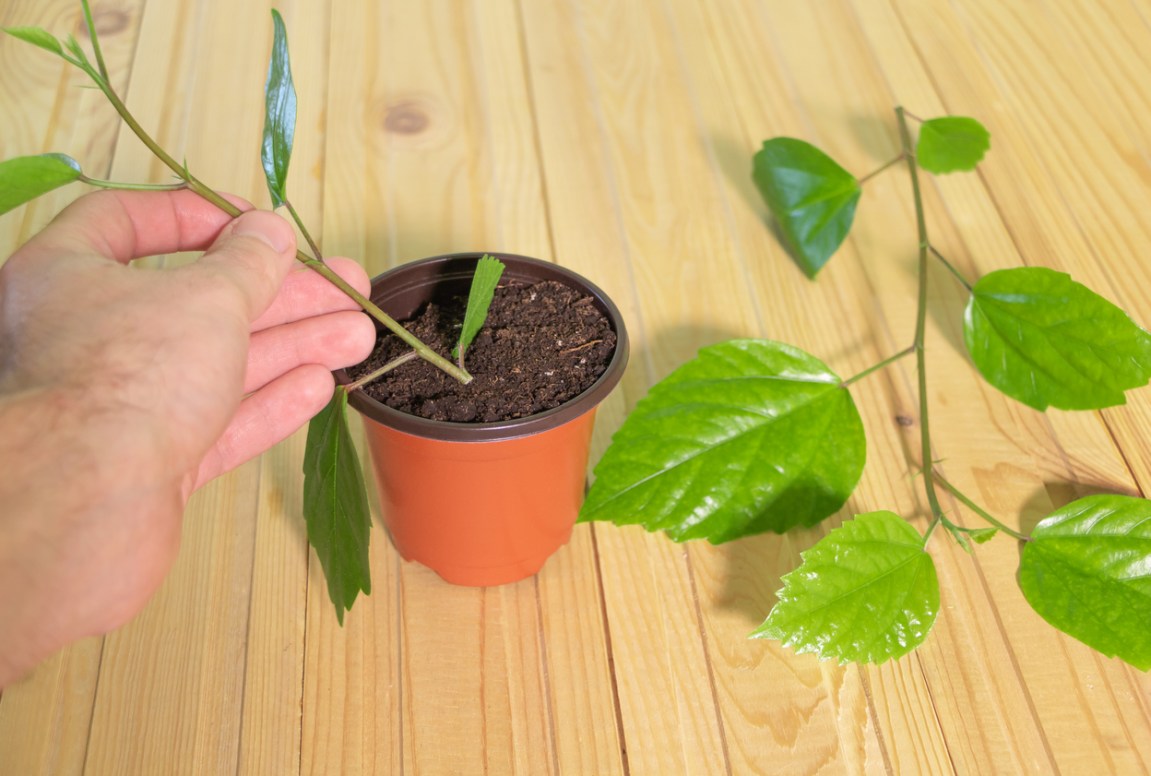 Hibiscus Care: How to Grow Hibiscus Outdoors - Bob Vila