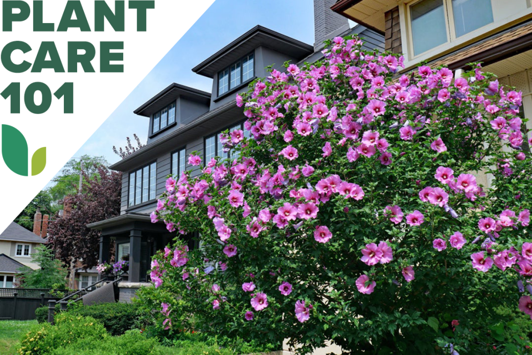 Hibiscus Care: How to Grow Hibiscus Outdoors - Bob Vila