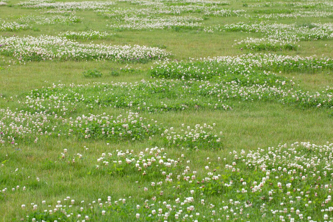 Clover Lawn: 9 Good Reasons You Might Want One ASAP