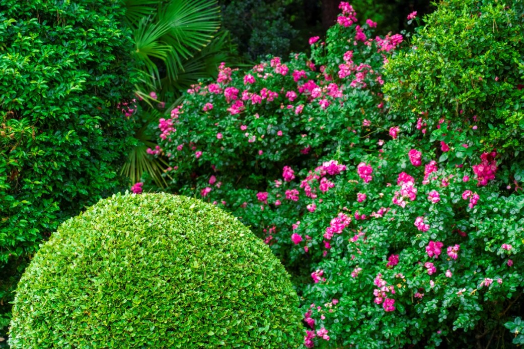 22 Shrubs That Can Handle the Heat of Full Sun