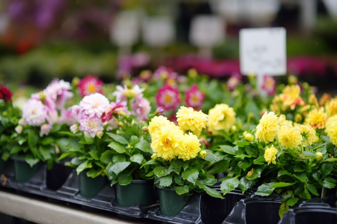 Dahlia Care: How to Grow Dahlia in a Home Garden - Bob Vila