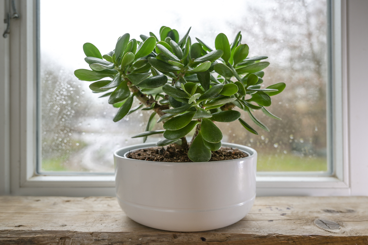 12 Lucky Plants Worth Bringing Into Your Home - Bob Vila