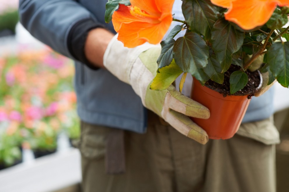 Hibiscus Care: How to Grow Hibiscus Outdoors - Bob Vila