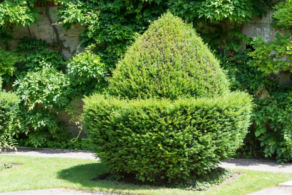 22 Shrubs That Can Handle the Heat of Full Sun