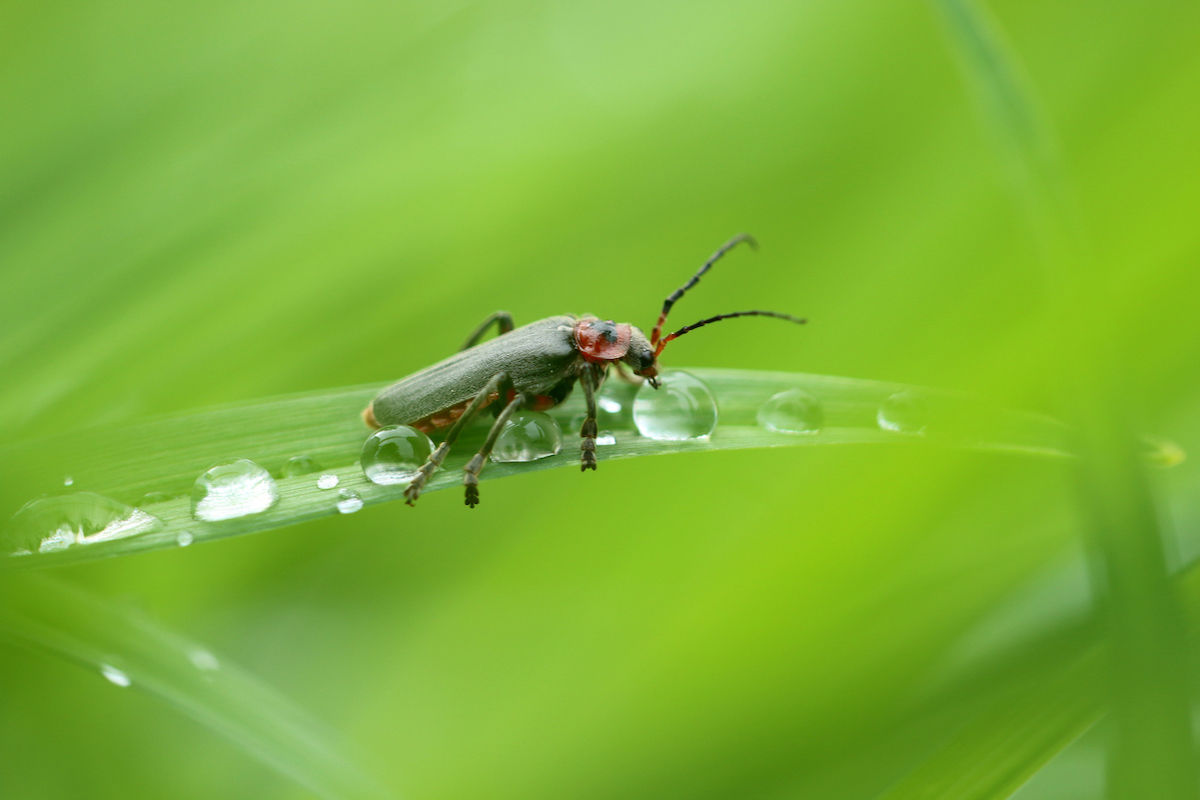 How to Attract Fireflies to Your Yard - Bob Vila