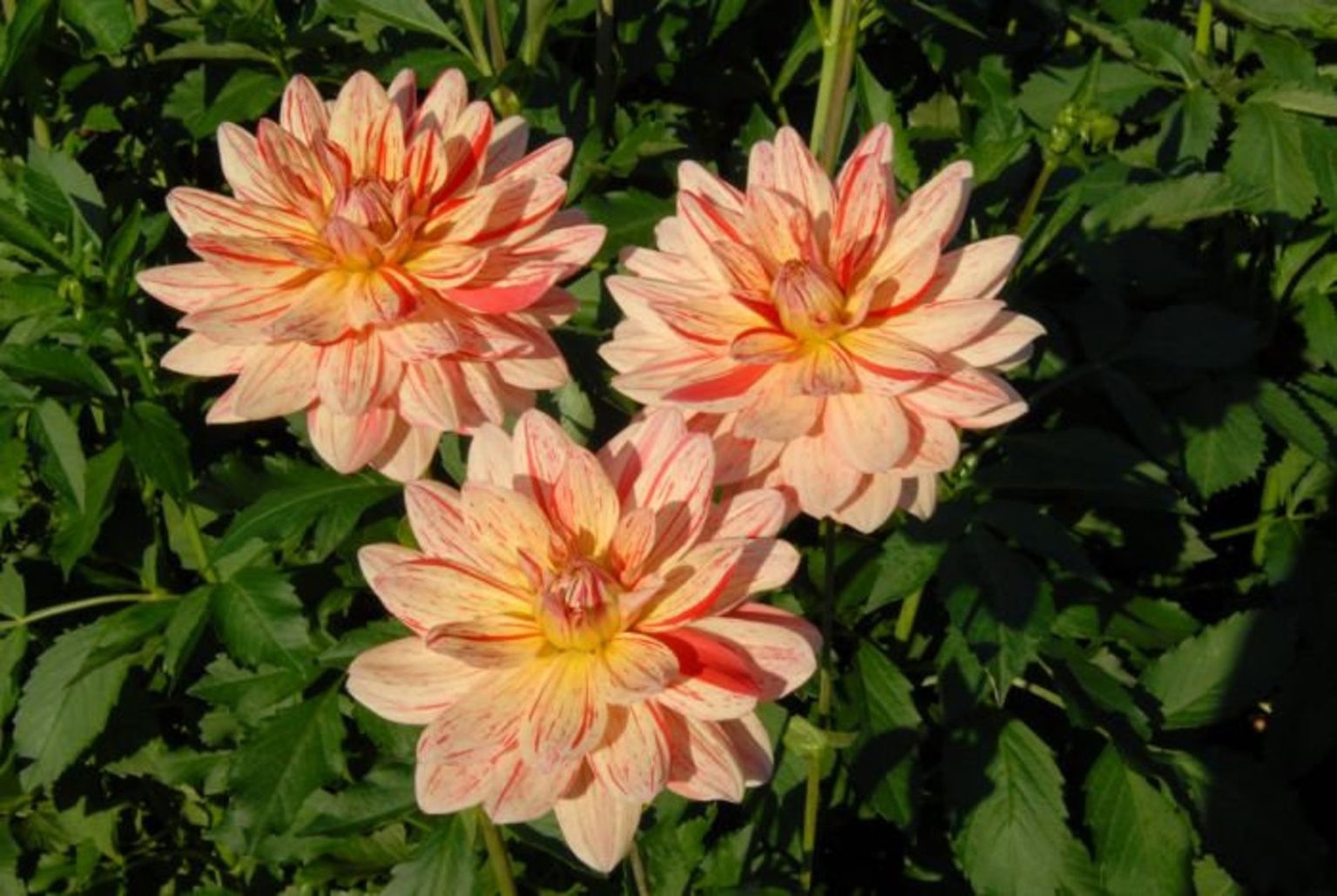Dahlia Care: How to Grow Dahlia in a Home Garden - Bob Vila